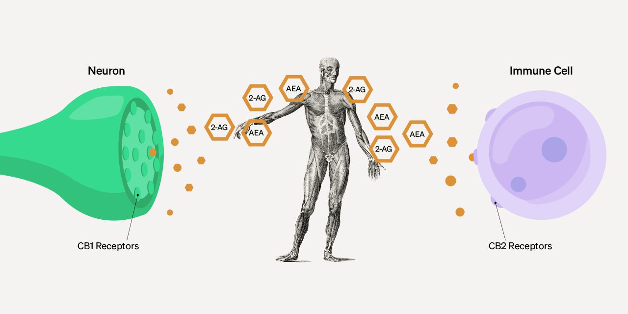 The Complete Guide to Endocannabinoids – Thnk Collective