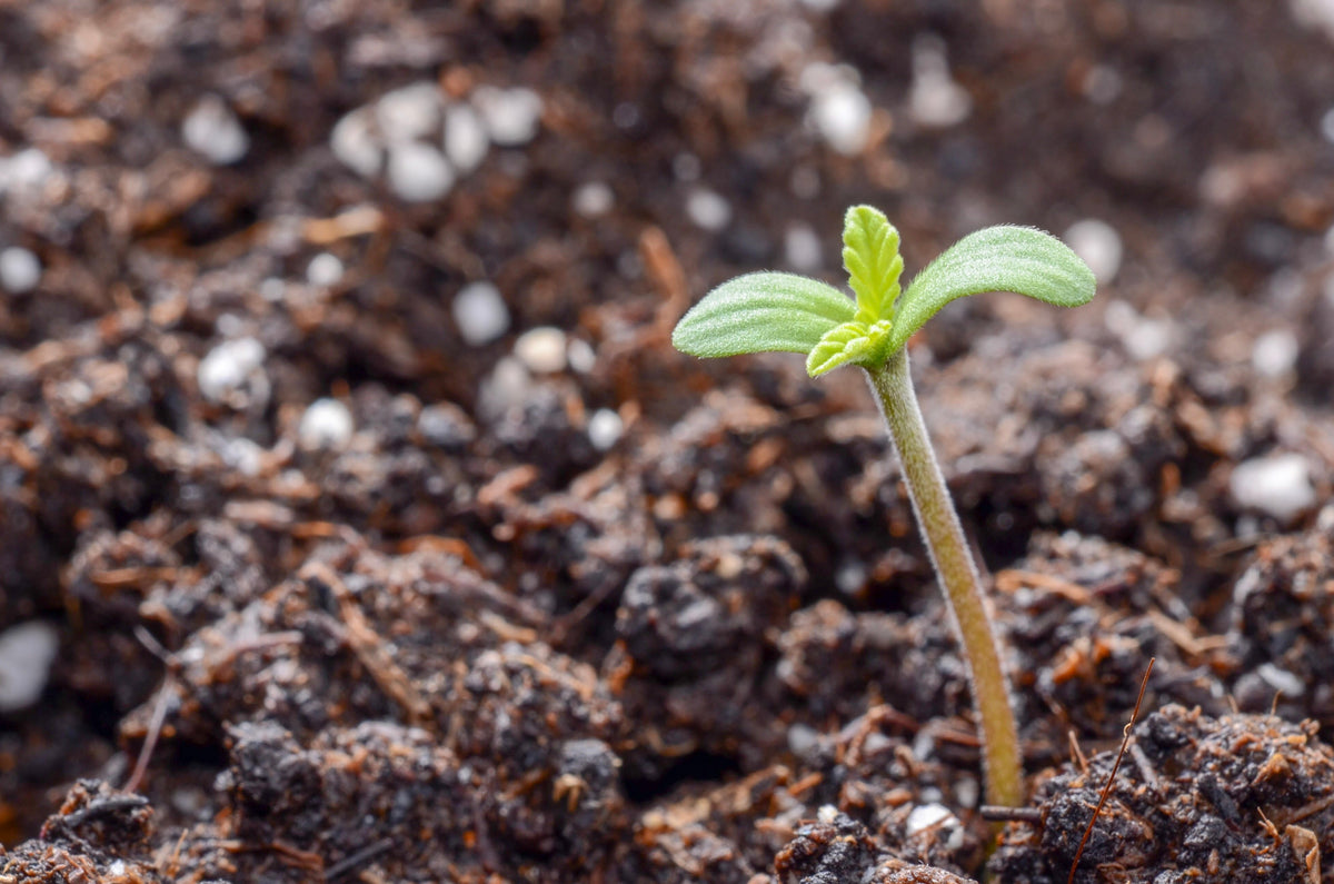 Th`k: The Therapeutic Benefits of Growing Cannabis and Tips to Get Sta ...